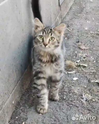 Ласковый котик ищет дом