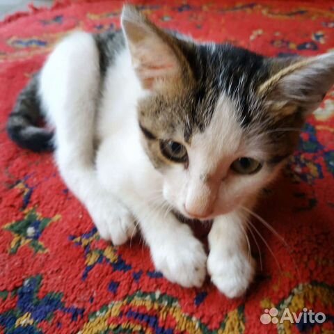 Беспородный котёнок