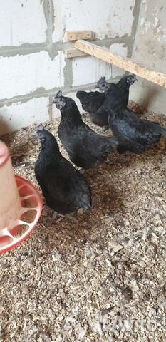 Черные куры ухейилюй семья