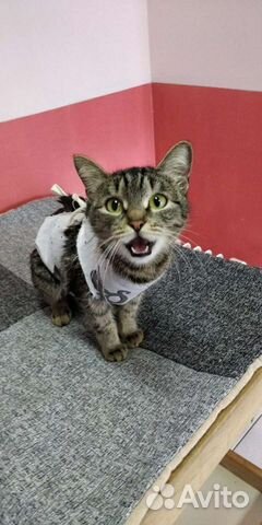 Котенок, девочка, 5мес