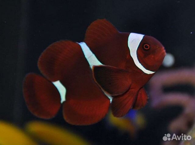 Рыба клоун