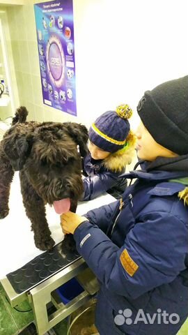 Потерялась собака