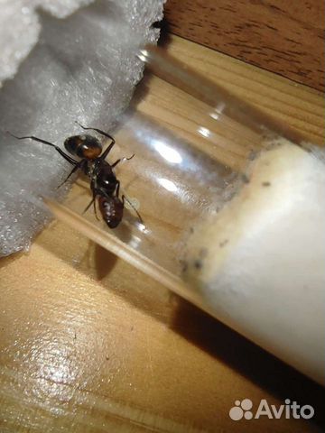 Camponotus nicobarensis (матка с расплодом)