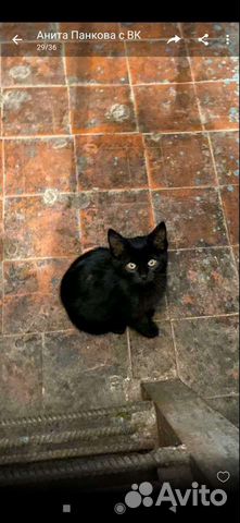 Котятки в дар