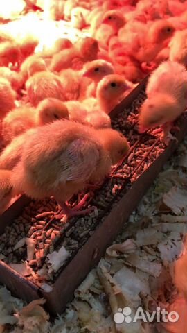 Перепела суточные Техасцы