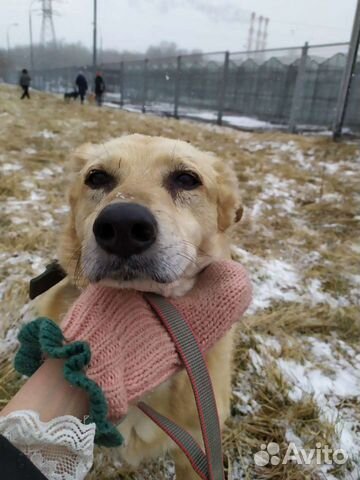 Собака в добрые руки