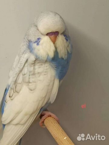 Выставочный волнистый попугай самечик