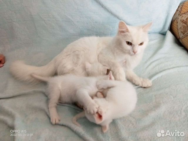 Котята турецкой ангоры