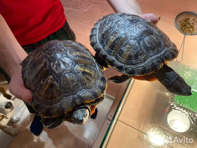 Черепаха