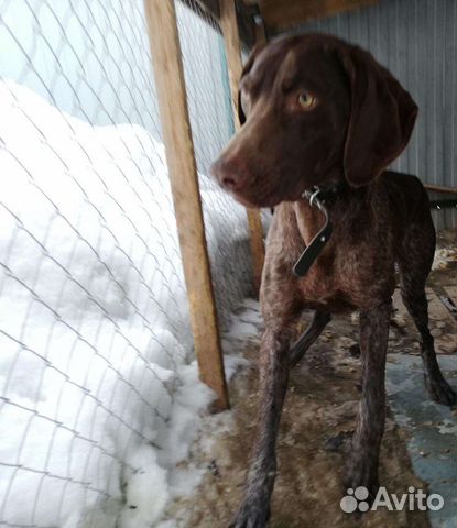 Курцхар продаю