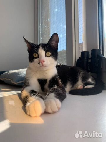 Котёнок в добрые руки