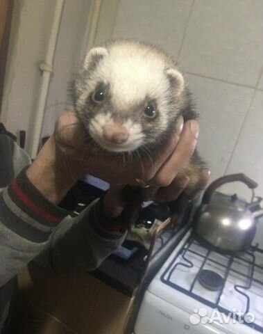 Вязка хорька