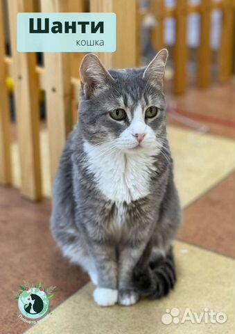 Котодети из приюта ищут своих родителей