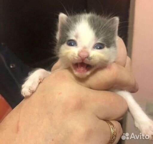 Котенок малюська
