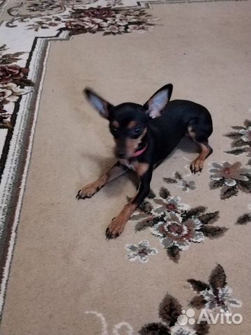 Мини той-терьер