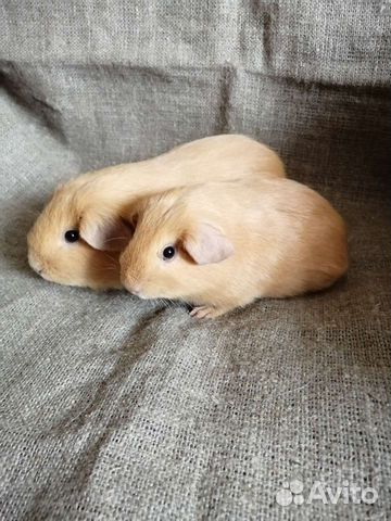 Самцы селф буйволиный окрас