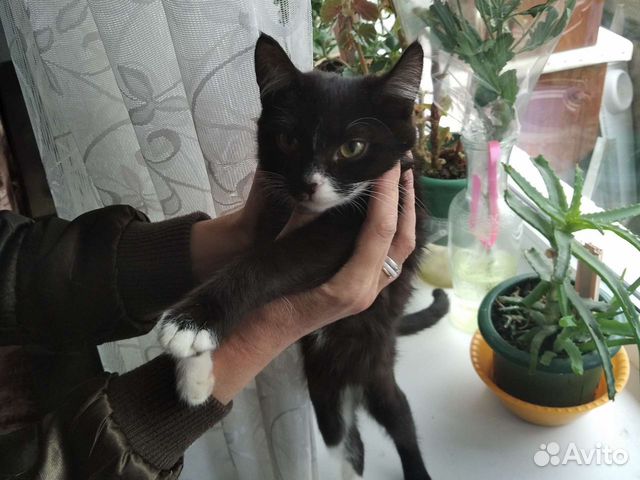 Отдам в добрые руки котика