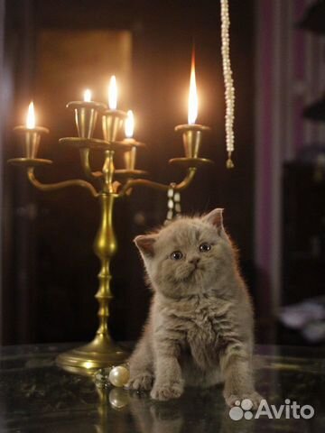 Чистокровные шотландские вислоухие