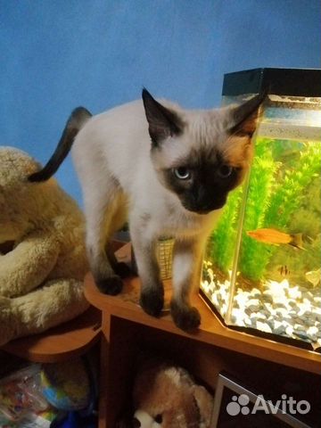 Кошка в дар бесплатно