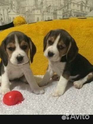 Бигль щенули с РКФ