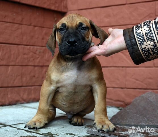 Щенок бурбуля мальчик