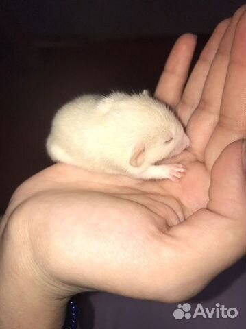 Крыса Дамбо