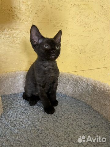 Девон-рекс мальчик уголёк
