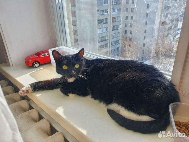 Отдам кошечку - красавицу в добрые руки