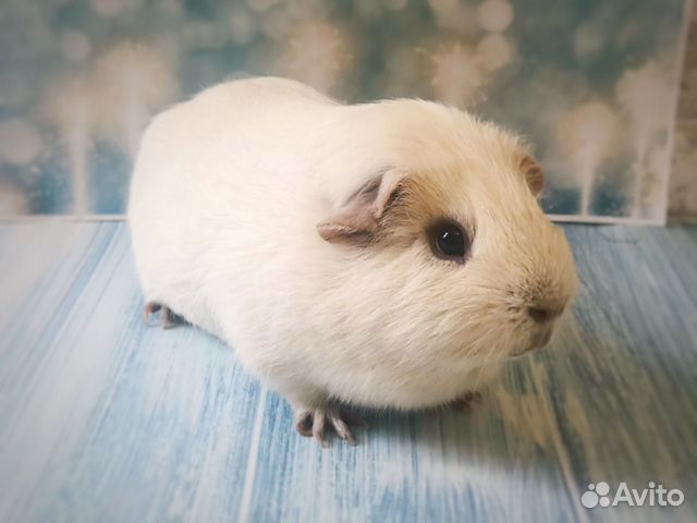 Морская свинка панда