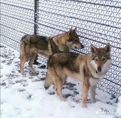 Чехословацкая волчья собака