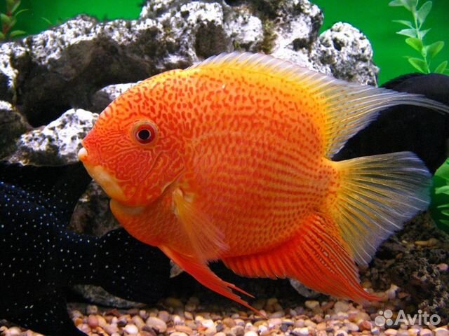 Северум красноточечный. Цихлиды. Рыбки. Аквариум