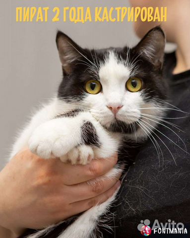 Пират ищет дом