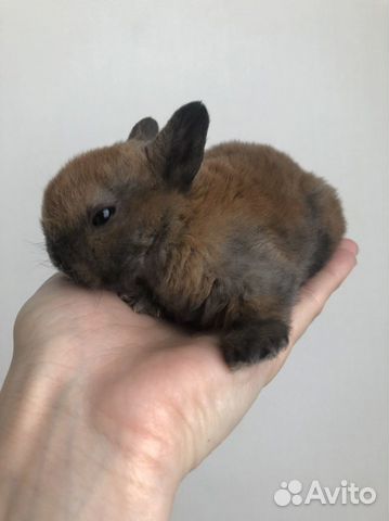 Декоративные кролики Рекс
