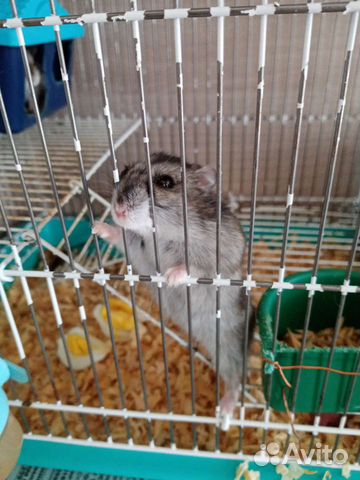 Хомяки-джунгарики