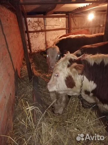 Быки на мясо живым весом