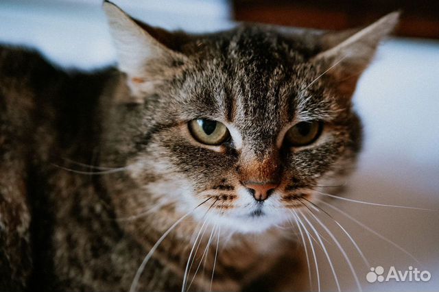 Никто не берет обычную серую кошечку Мышу