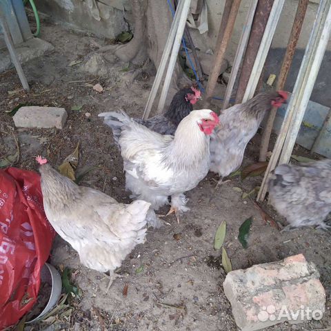 Продам петуха Брама Изабель