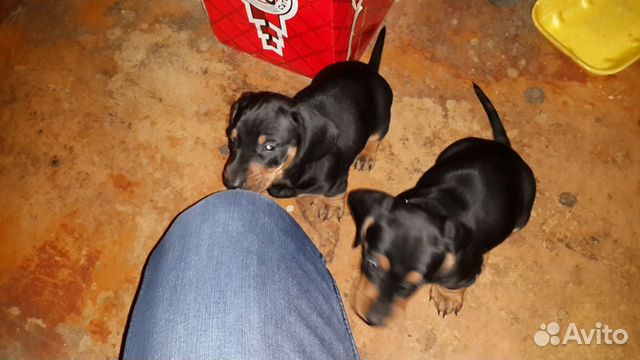 Супер такса