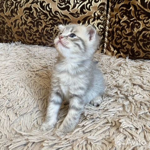 Шотландская кошечка