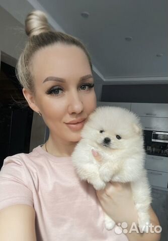 Шпиц мими мишка продажа