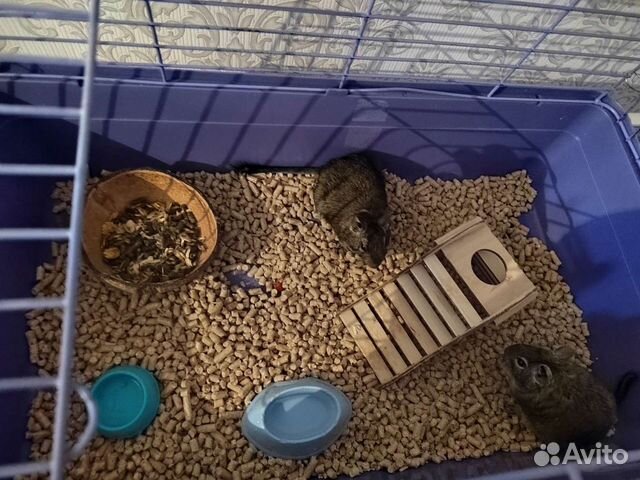 Чилийская белка дегу