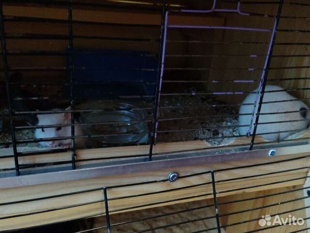 Хомяки плюшевые