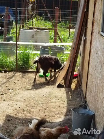 Козы на мясо