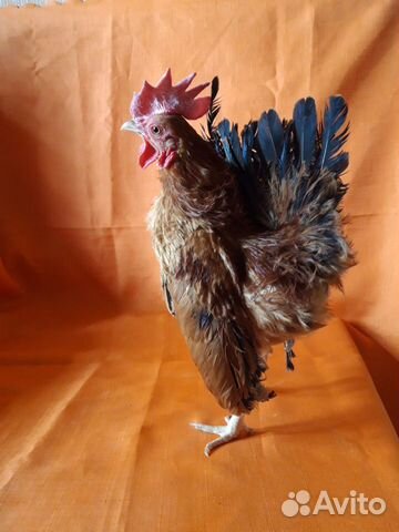 Петушок Серама