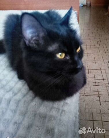 Сибирский ласковый котенок отдается в добрые