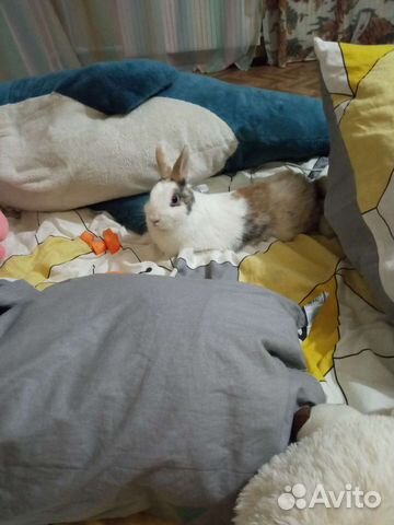 Декоративные кролики