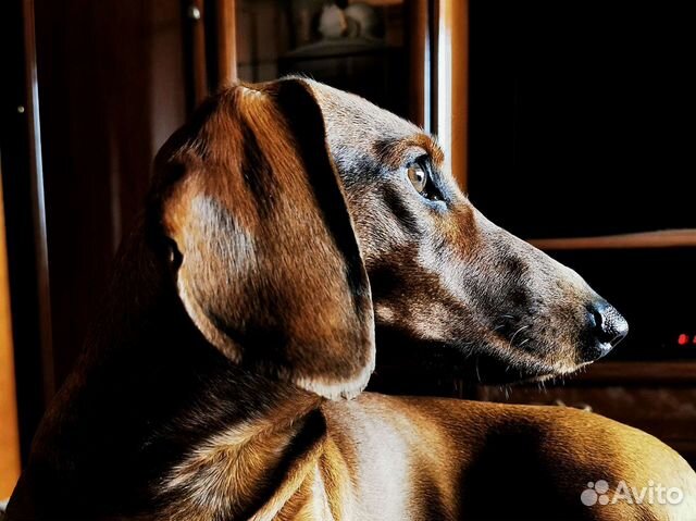 Такса, вязка, кобель