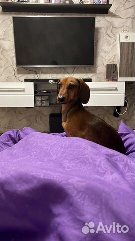 Вязка (такса мини)