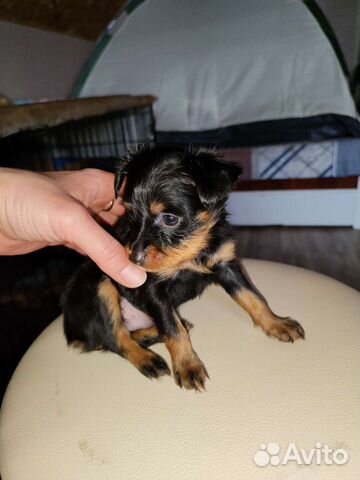 Зайчик супермини