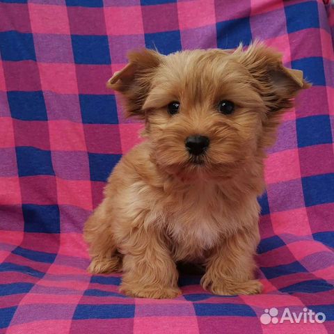 Золотой малыш